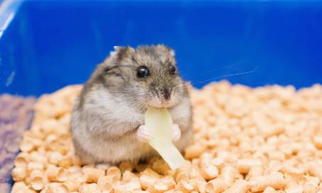Hamsters | PetMD